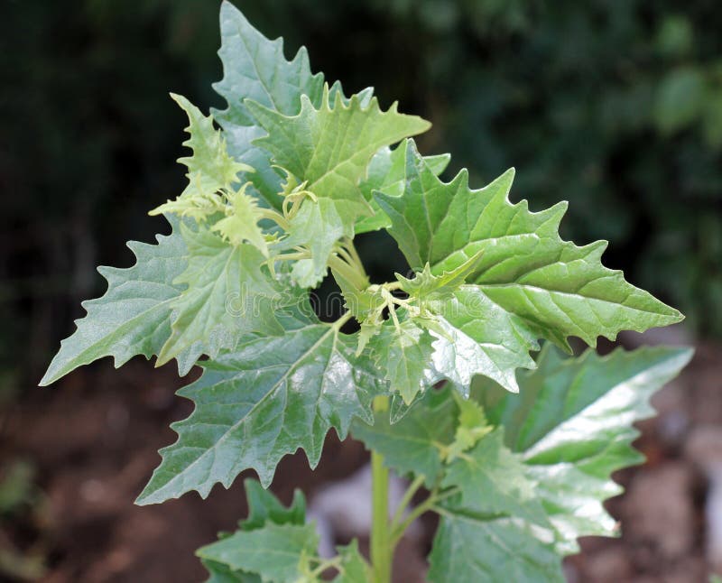 Atriplex Sagittata (Atriplex Nitens, Atriplex Lucida, Atriplex Viridis ...