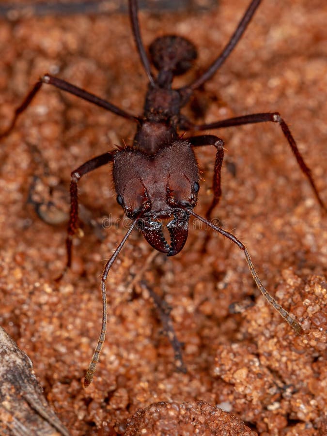 Atta Leaf-cutter Ant stock photo. Image of atta, macro - 229867678