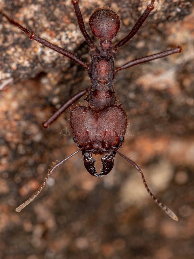 Atta Leaf-cutter Ant stock image. Image of leafcutter - 229867735