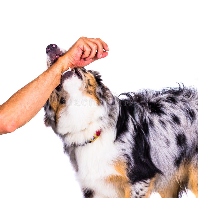 Attac on mans arm stock image. Image of dogs, school - 119563929