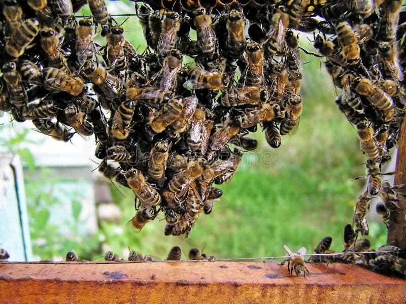Attaccatura degli api. immagine stock. Immagine di macro - 5903095