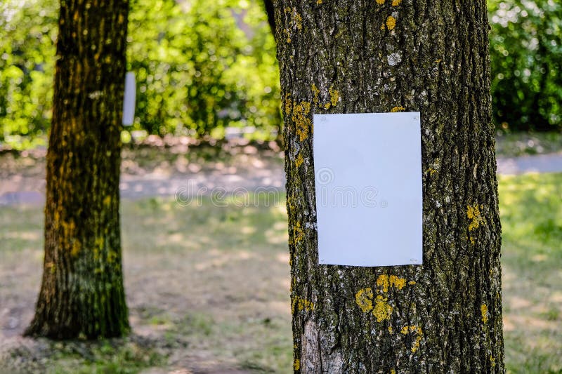 Attached Blank Vertical Paper Notice on Tree. a Blank White Signboard ...