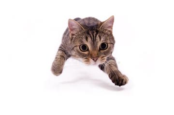 681 Cat Action Pose Stock Photos - Free & Royalty-Free Stock Photos ...