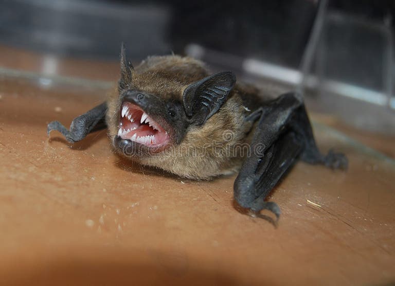 Attack stock photo. Image of vampire, rabies, hanging - 21383414