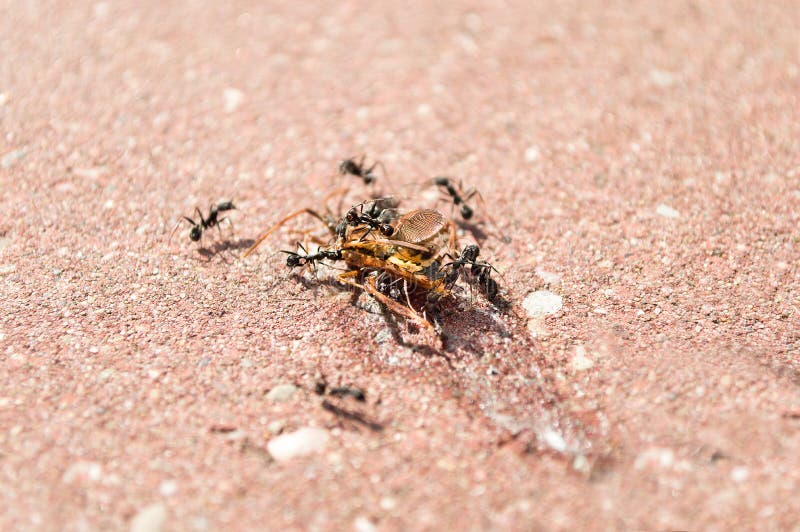 Attack of ants stock photo. Image of dead, food, nature - 65353282