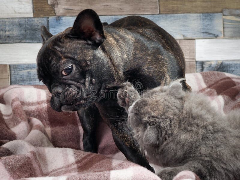 Attack of the Cat on the Dog. Sharp Claws on the Paw of a Cat Stock ...