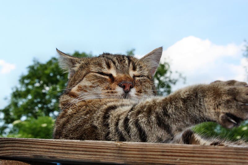 Attack cat stock image. Image of feline, kitten, brown - 56459931