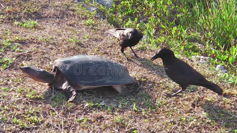 Attack of the crows stock video. Video of herbivorous - 128511845
