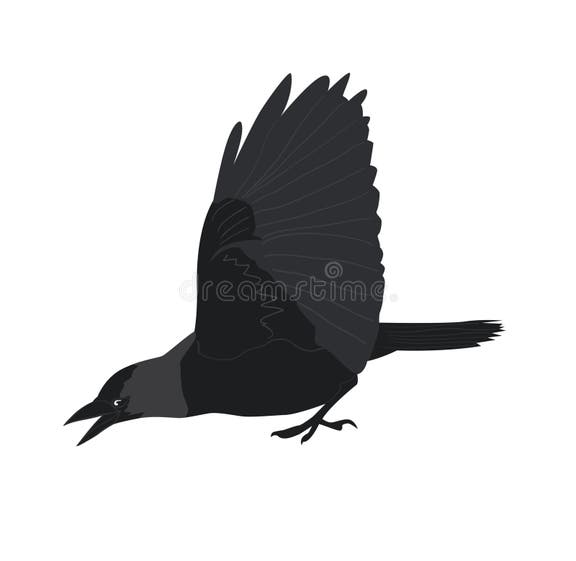 Attack Jackdaw with Raised Wings Stock Vector - Illustration of wing ...