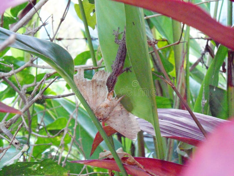 The Attack Lizard stock photo. Image of animal, wildlife - 218315580