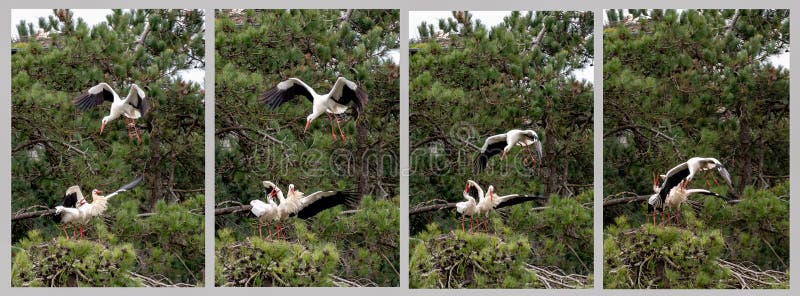 The attack of the nest stock image. Image of european - 114129519