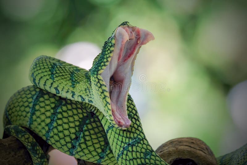 168 Snakes Heads Stock Photos - Free & Royalty-Free Stock Photos from ...