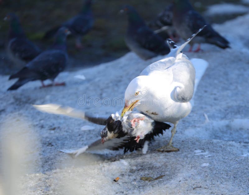 440 Attack Pigeon Stock Photos - Free & Royalty-Free Stock Photos from ...