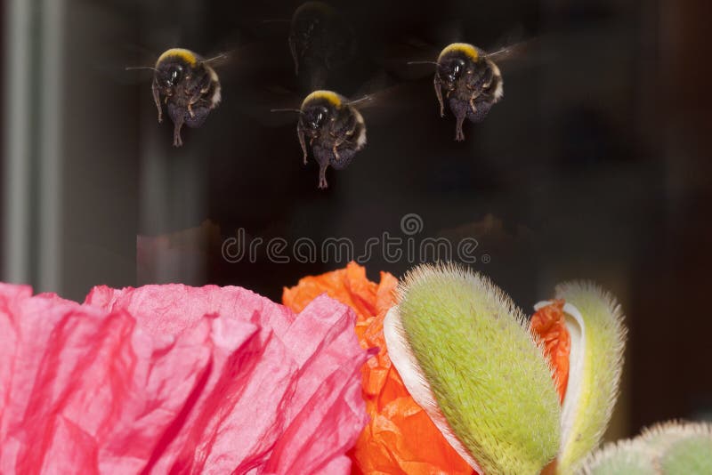 Attack stock image. Image of flying, bumblebees, hovering - 69446349