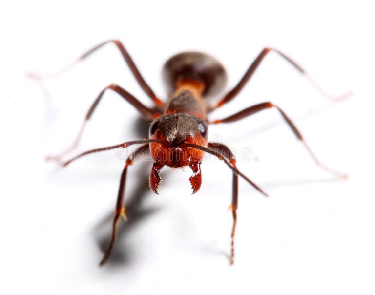 Attacking big red ant. stock photo. Image of isolated - 13701528