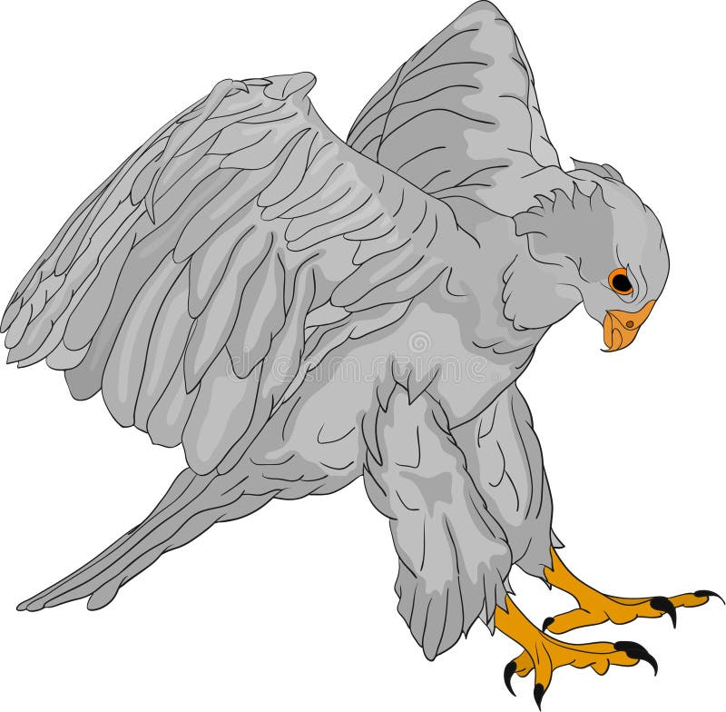 Attacking Hawk with Wide Wings Stock Vector - Illustration of animal ...