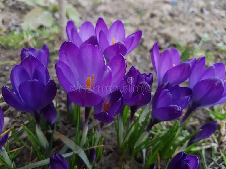 Attacking purple stock photo. Image of flower, like - 141551412