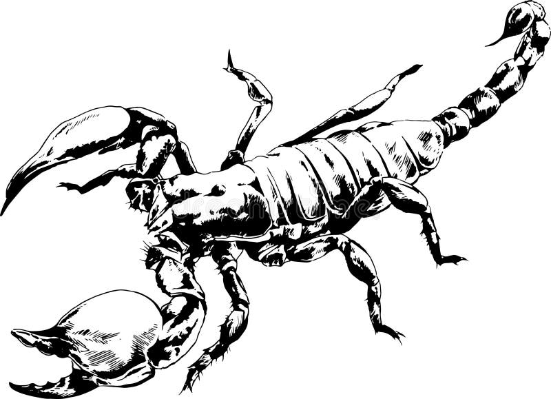 Scorpion Front Stock Illustrations – 66 Scorpion Front Stock ...