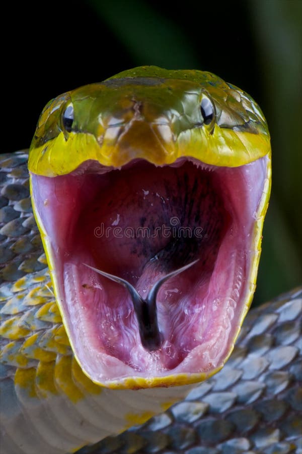 Attacking snake ! stock image. Image of prey, tropical - 24744591