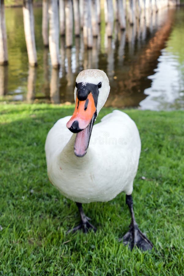 Swan Attacking a Camera, Tries To Bite Blue Water and Sky Stock Image ...