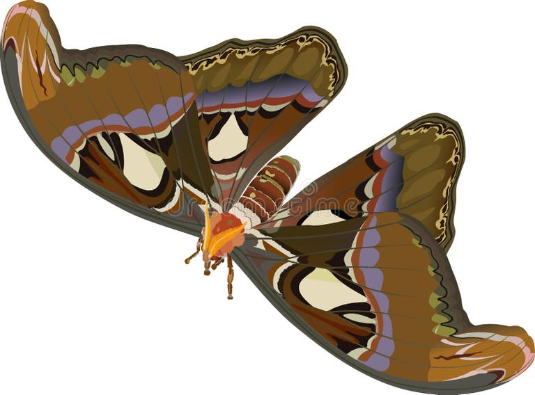 Atlas Moth Wings Stock Illustrations – 175 Atlas Moth Wings Stock ...