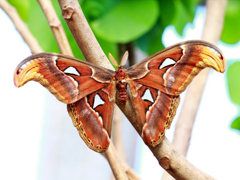 Giant Atlas Moth stock photo. Image of moth, beauty, atlas - 3432350