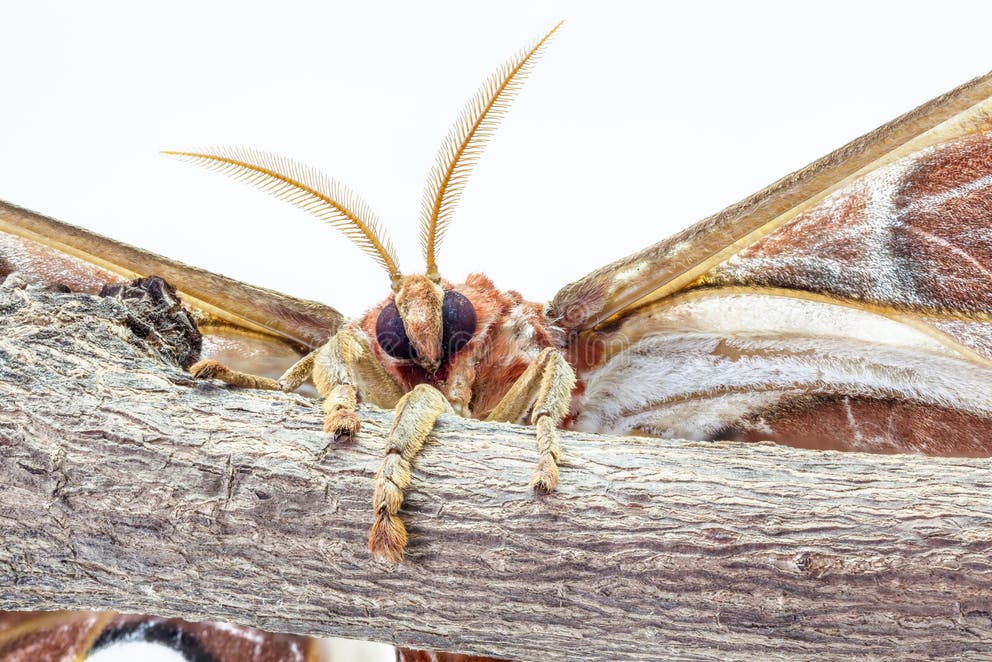 Attacus atlas stock photo. Image of closeup, spieces - 55411476