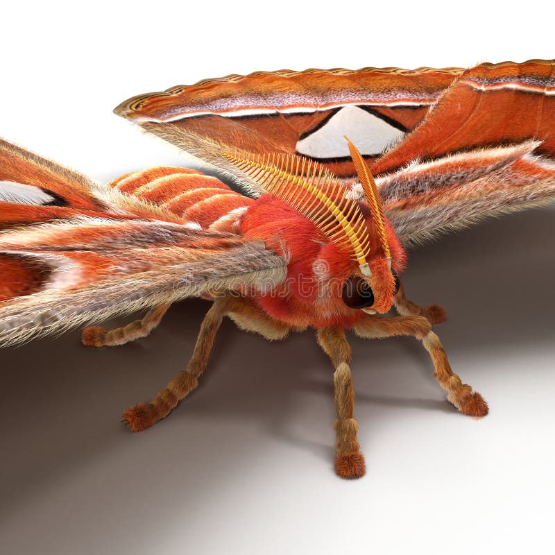 Atlas Moth Face