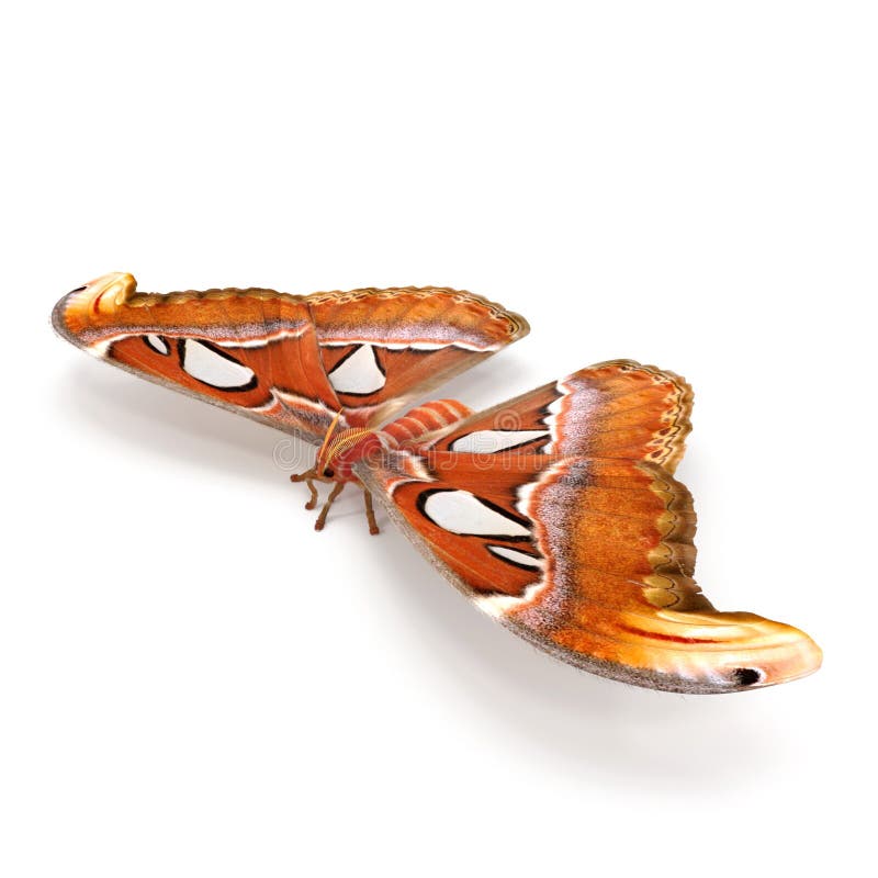 Attacus Atlas Large Saturniid Moth Isolated on White Background 3D ...