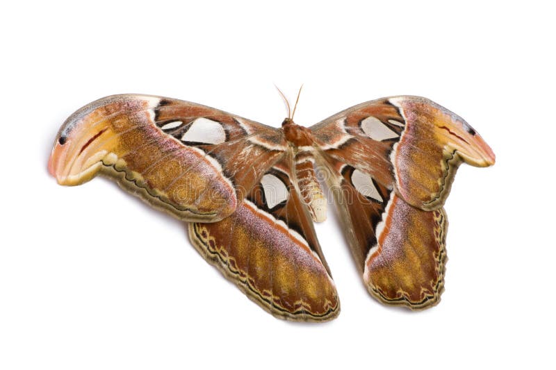 Giant Atlas Moth stock image. Image of macro, delicate - 26128895