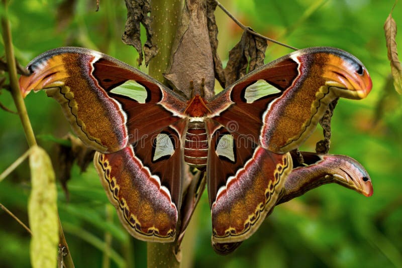 Attacus atlas stock image. Image of lepidoptera, macro - 78015819
