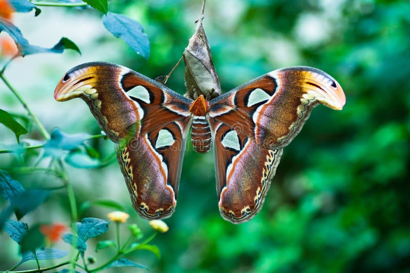 Attacus imperator stock image. Image of wildlife, closeup - 40692995