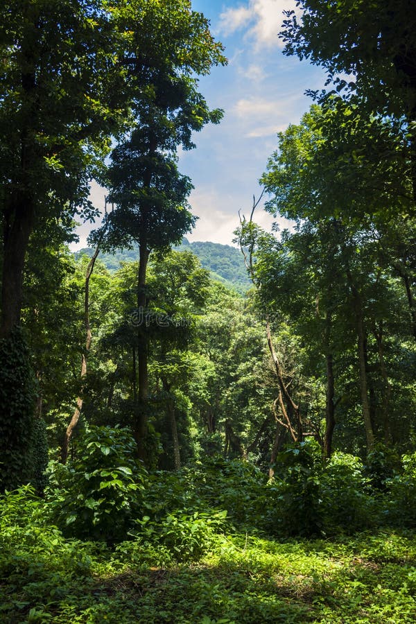 Attappadi stock photo. Image of scenic, wilderness, mysterious - 295305752