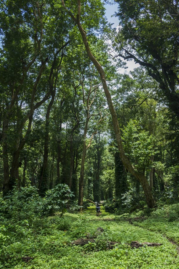 Attappadi stock image. Image of sunlight, color, scenery - 295305785