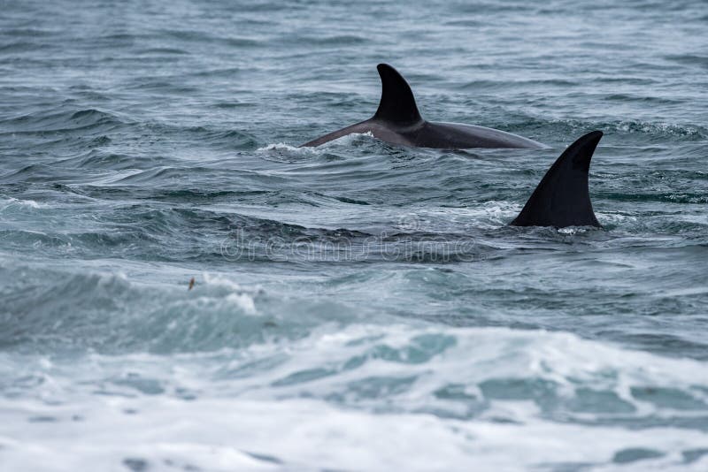 Attaque D'orque Un Joint Sur La Plage Image stock - Image du dauphin ...