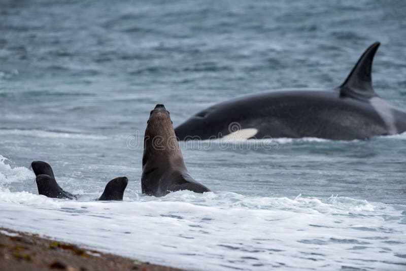 Attaque D'orque Un Joint Sur La Plage Photo stock - Image du masculin ...