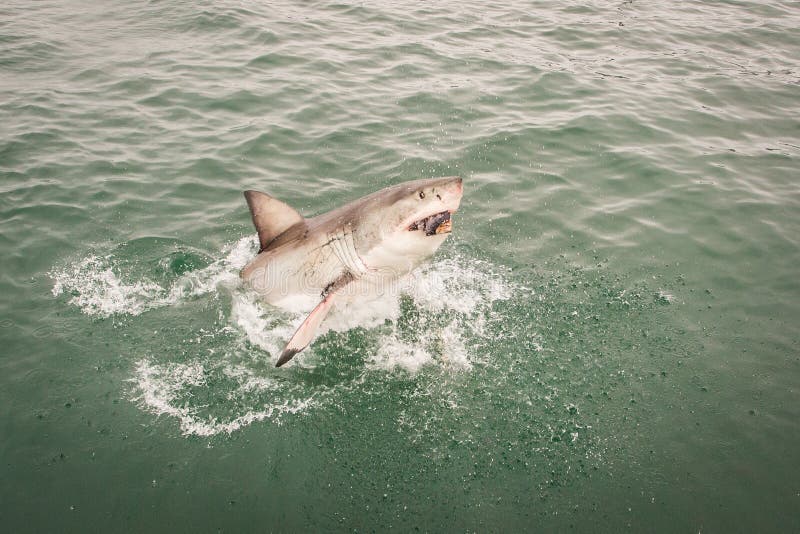 Grand Requin Blanc D'attaque Photo stock - Image du mortel, prédateur ...