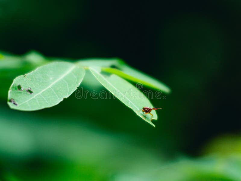 Attelabidae Leaf-rolling Weevils on Green Leave Stock Photo - Image of ...
