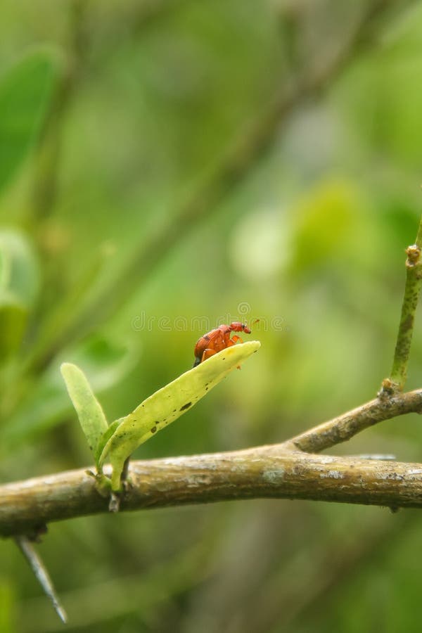 Attelabidae, a Species of Bright Red Beetle, Attelabidae that is ...