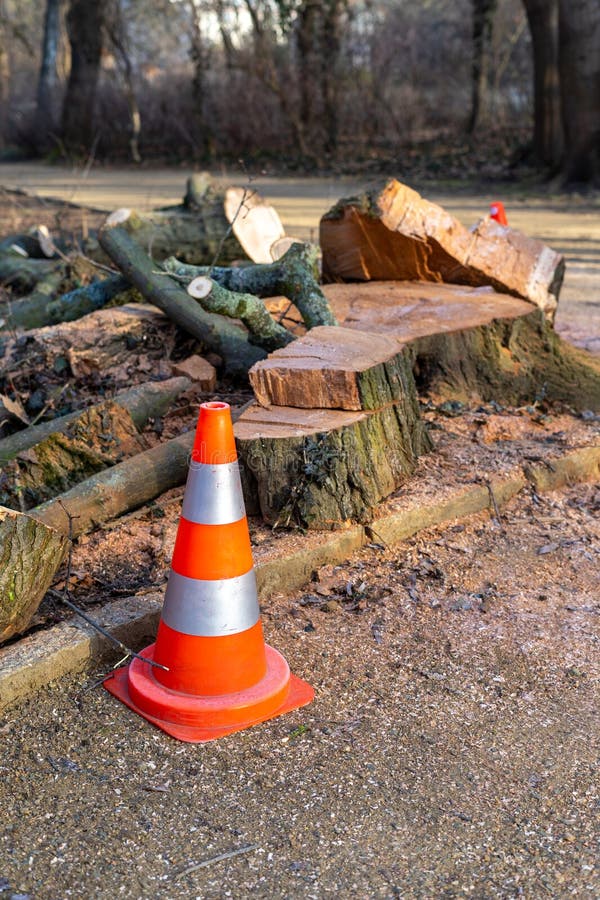 Attention Warning Cones Due To Tree Felling Work Vertical Stock Photo ...