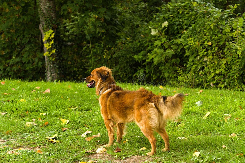 Attentive Basque Shepherd Dog Stock Photo - Image of outside, grass ...