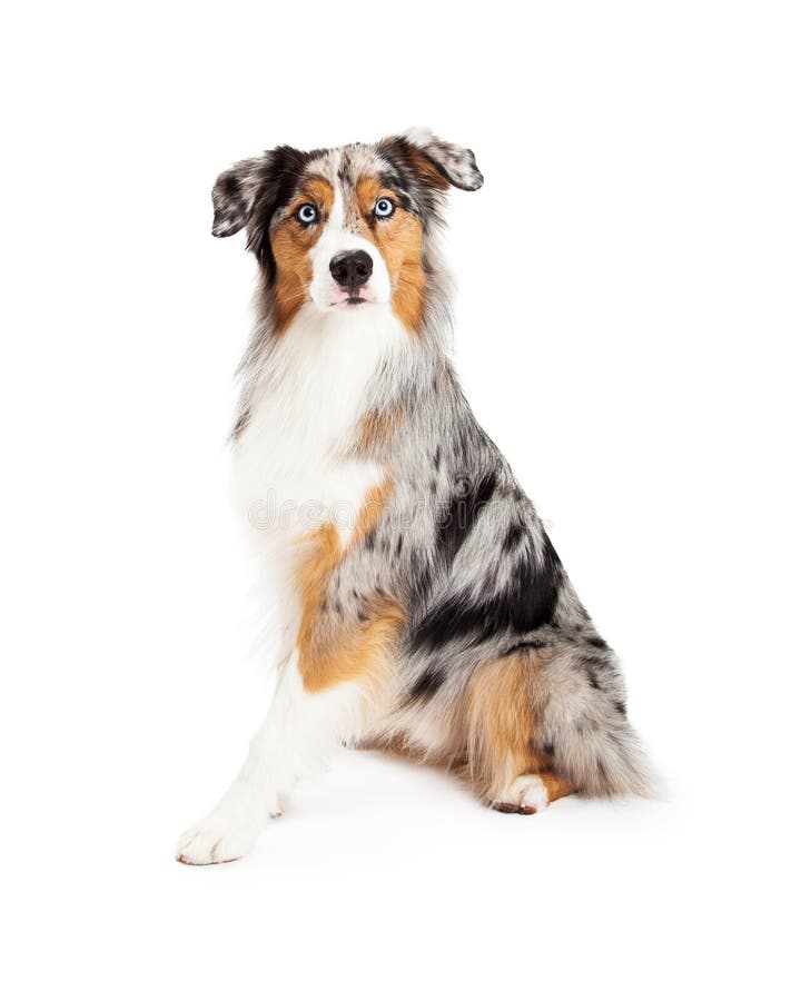 Attentive Beautiful Australian Shepherd Dog Sitting Stock Photo - Image ...