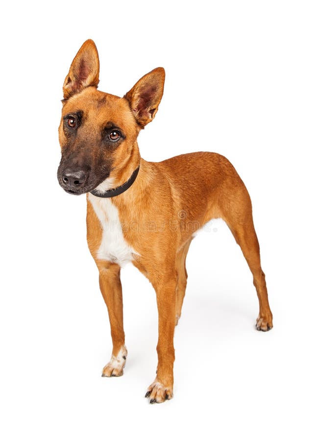 Attentive Belgian Shepherd Crossbreed Dog Stock Photos - Free & Royalty ...