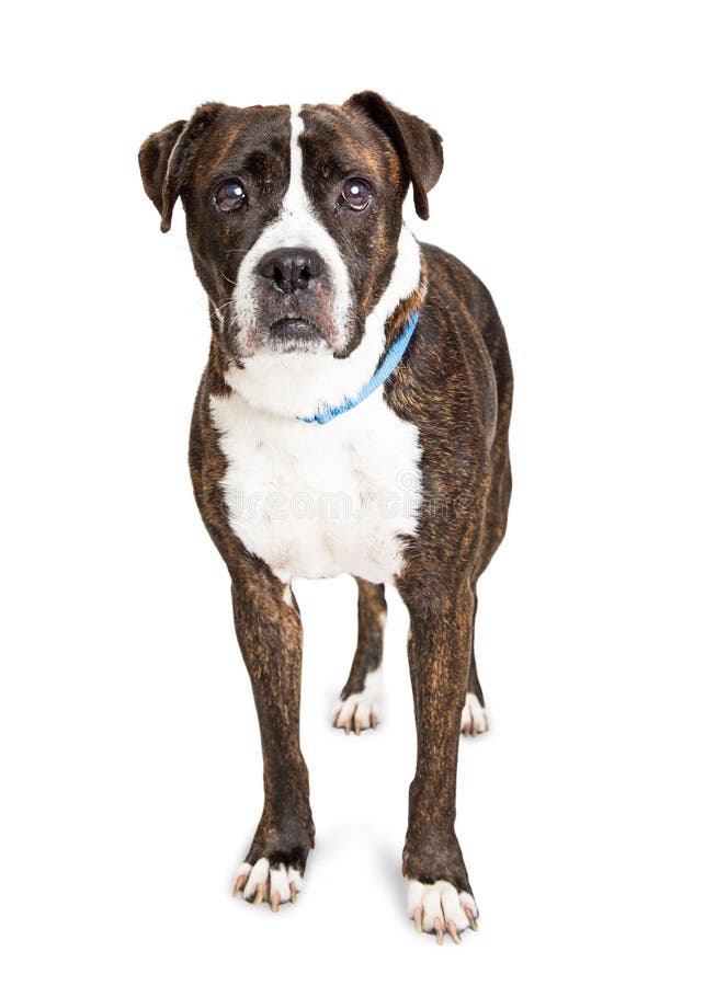 Attentive Boxer and Pit Bull Crossbreed Dog Stock Image - Image of ...