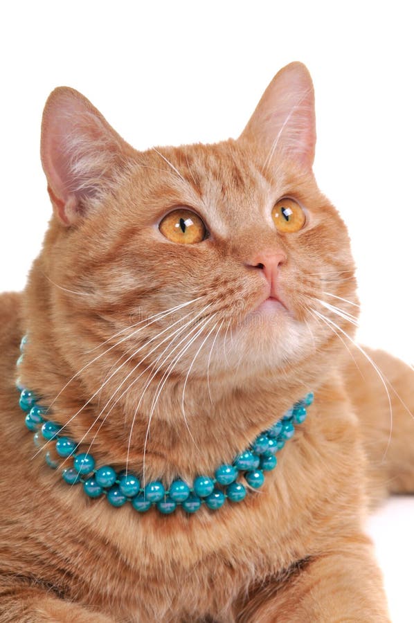 Attentive Cat stock image. Image of richness, rich, lying - 17202769