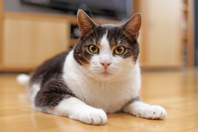 Attentive cat stock image. Image of pets, flooring, erect - 17702947