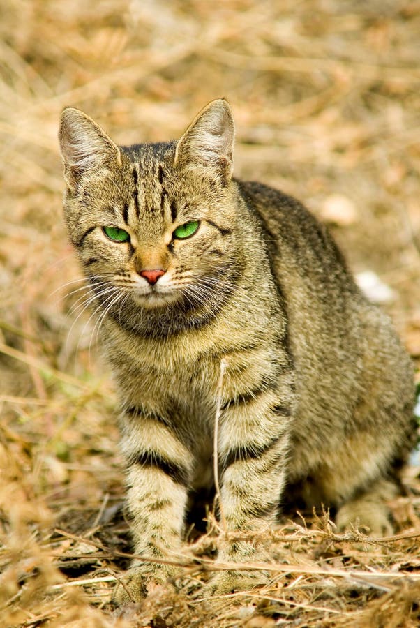 Attentive cat stock image. Image of wool, green, graceful - 7401425