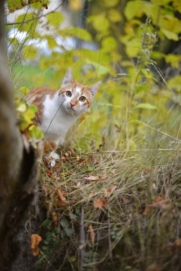 Attentive cat look stock image. Image of serious, playful - 147769475