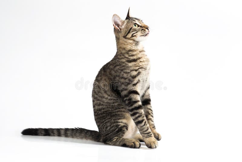 15,619 Cat Side View Stock Photos - Free & Royalty-Free Stock Photos ...