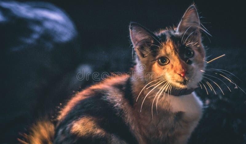 Attentive cat in the sun. stock photo. Image of sunlight - 152588700